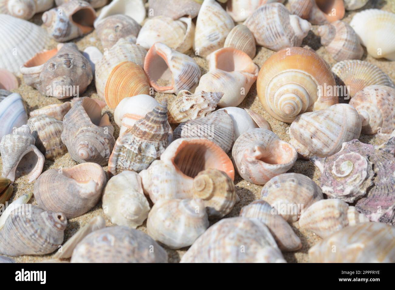 Beautiful sea shells hi-res stock photography and images - Alamy