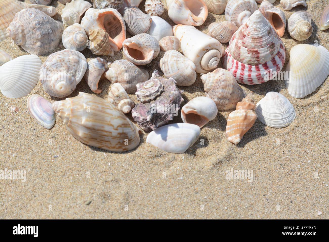 Beautiful sea shells hi-res stock photography and images - Alamy