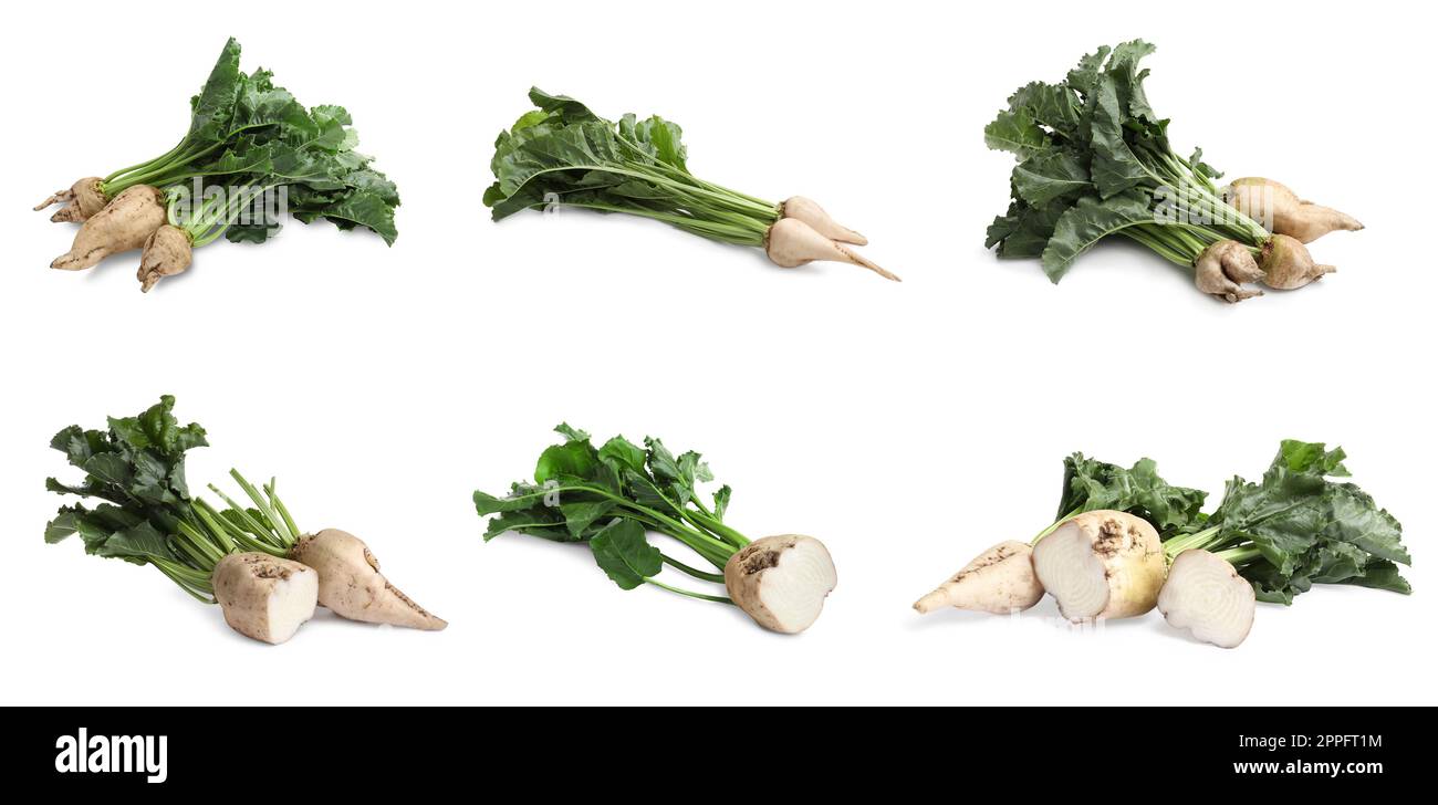 Set with whole and cut sugar beets on white background. Banner design ...