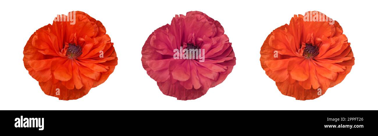 Set with beautiful poppy flowers on white background. Banner design ...
