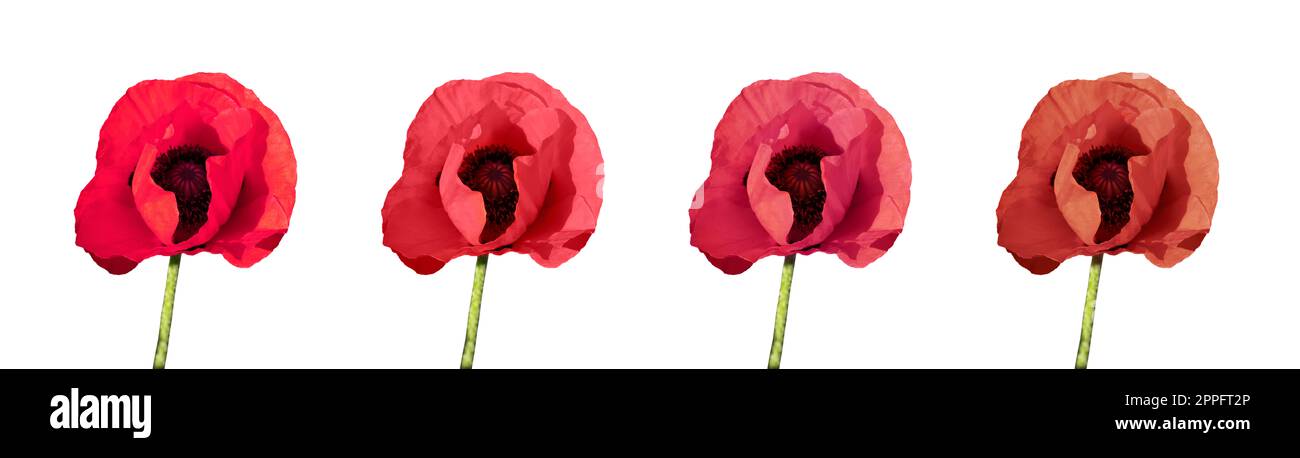 Set with beautiful poppy flowers on white background. Banner design ...