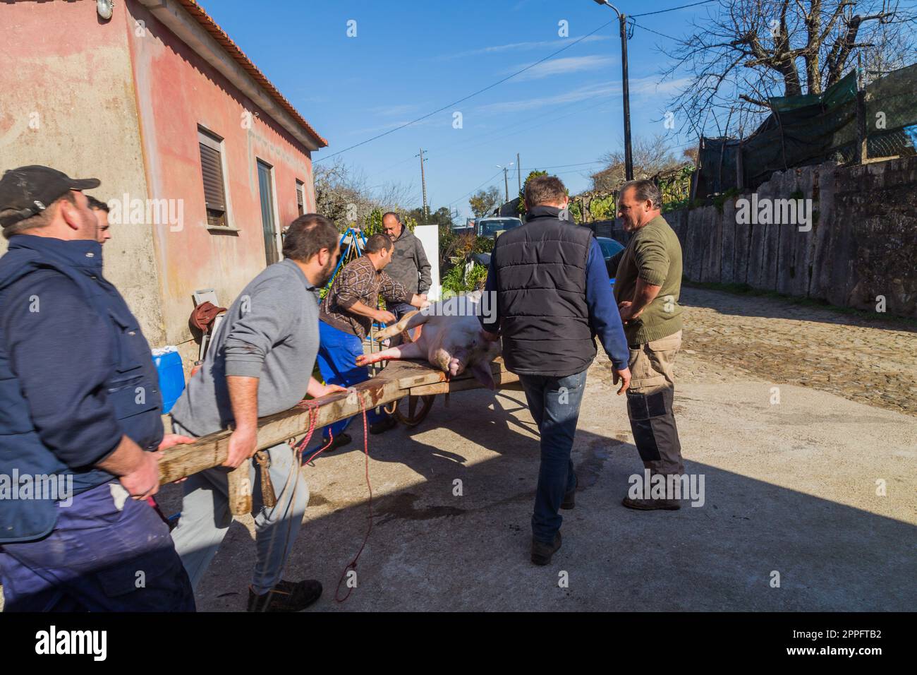 Butcher killed pig Stock Photo - Alamy