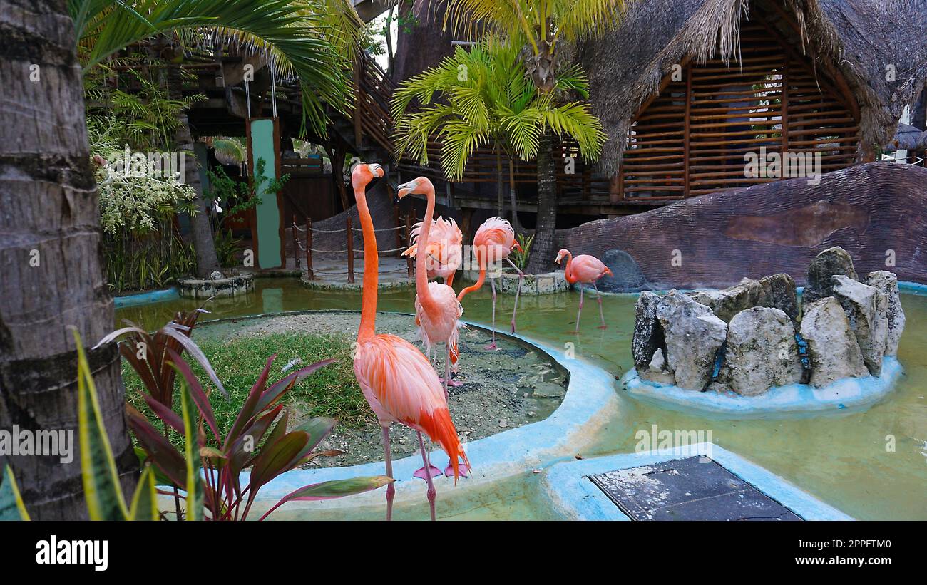Pink flamingo birds in Costa Maya, Mexico Stock Photo - Alamy