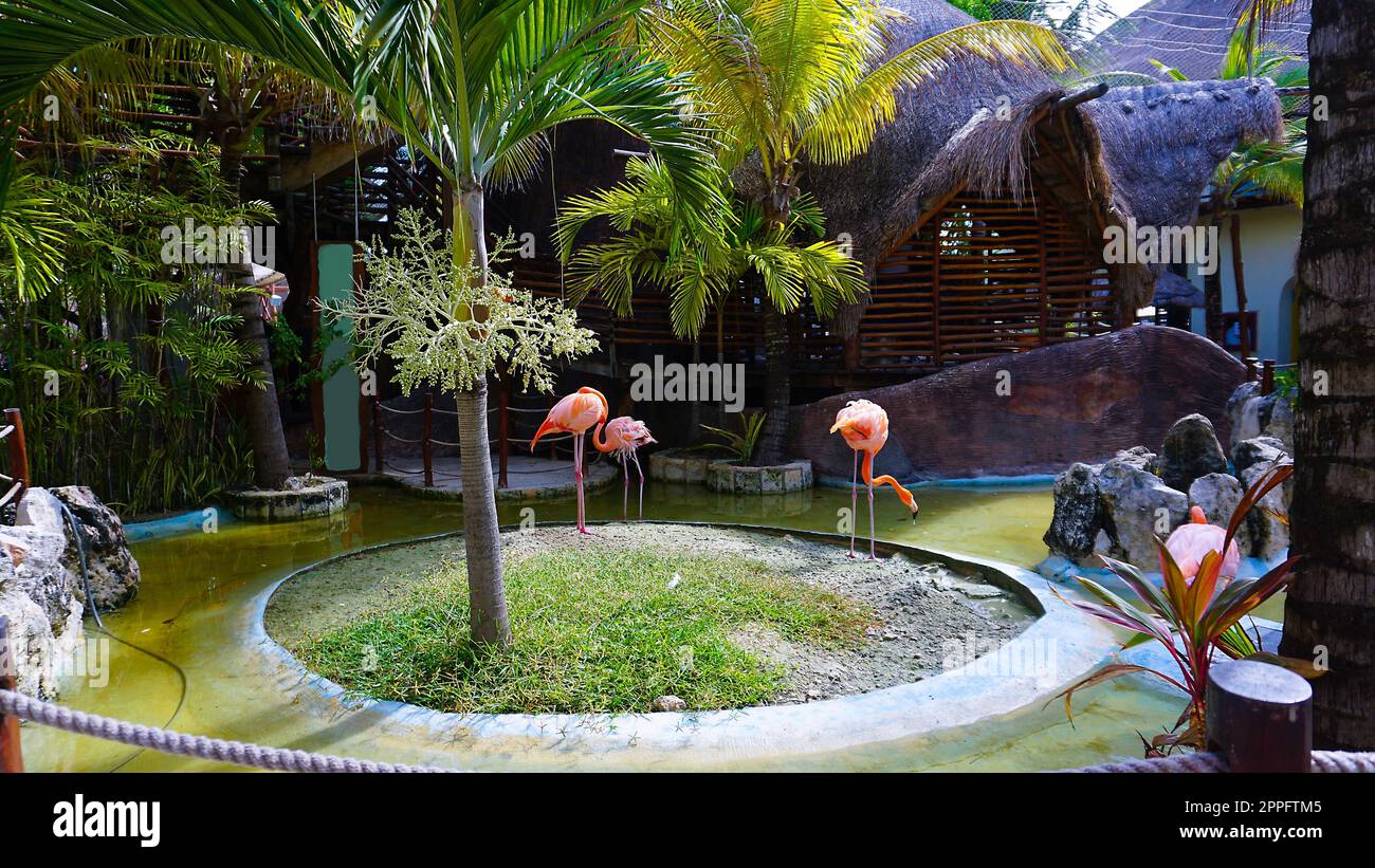 Pink flamingo birds in Costa Maya, Mexico Stock Photo - Alamy