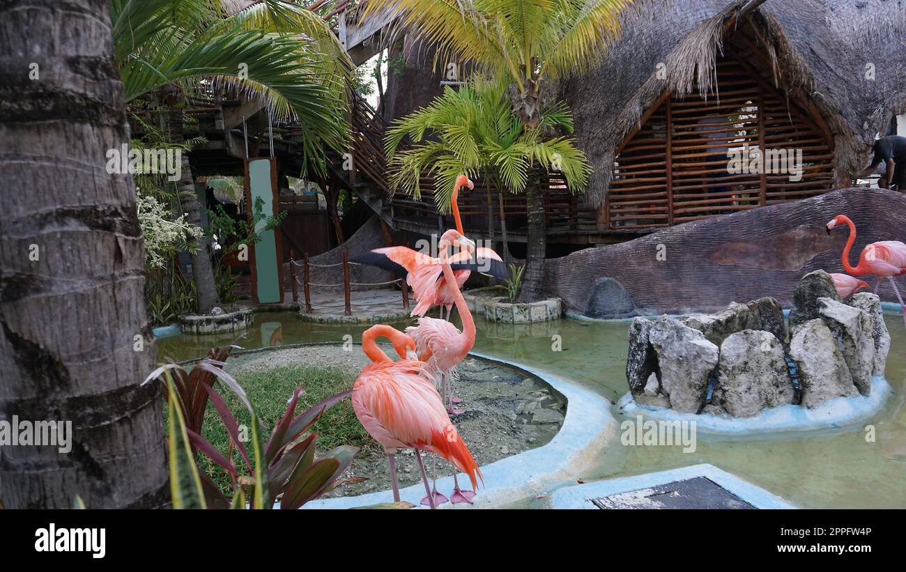 Pink flamingo birds in Costa Maya, Mexico Stock Photo - Alamy