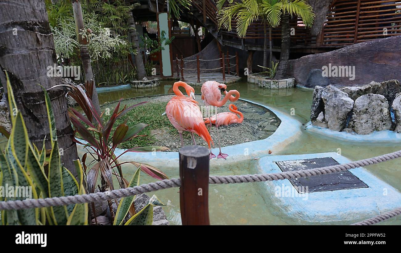 Pink flamingo birds in Costa Maya, Mexico Stock Photo - Alamy