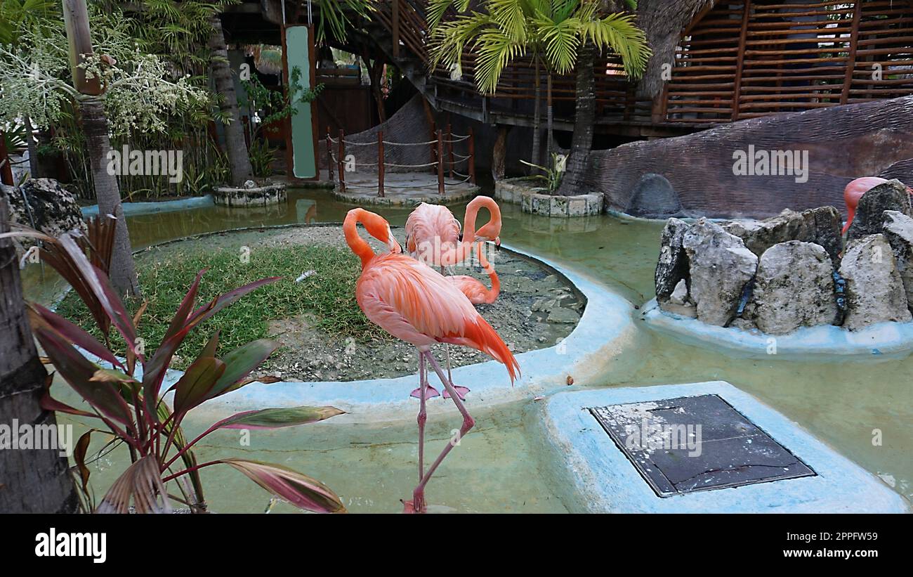 Pink flamingo birds in Costa Maya, Mexico Stock Photo - Alamy
