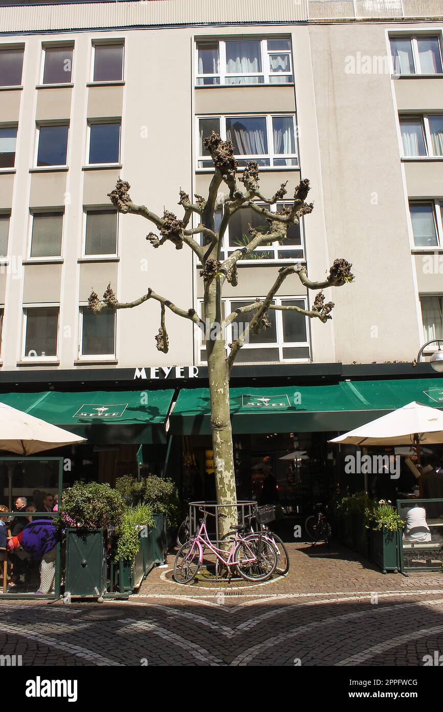 Main canopy hi-res stock photography and images - Alamy