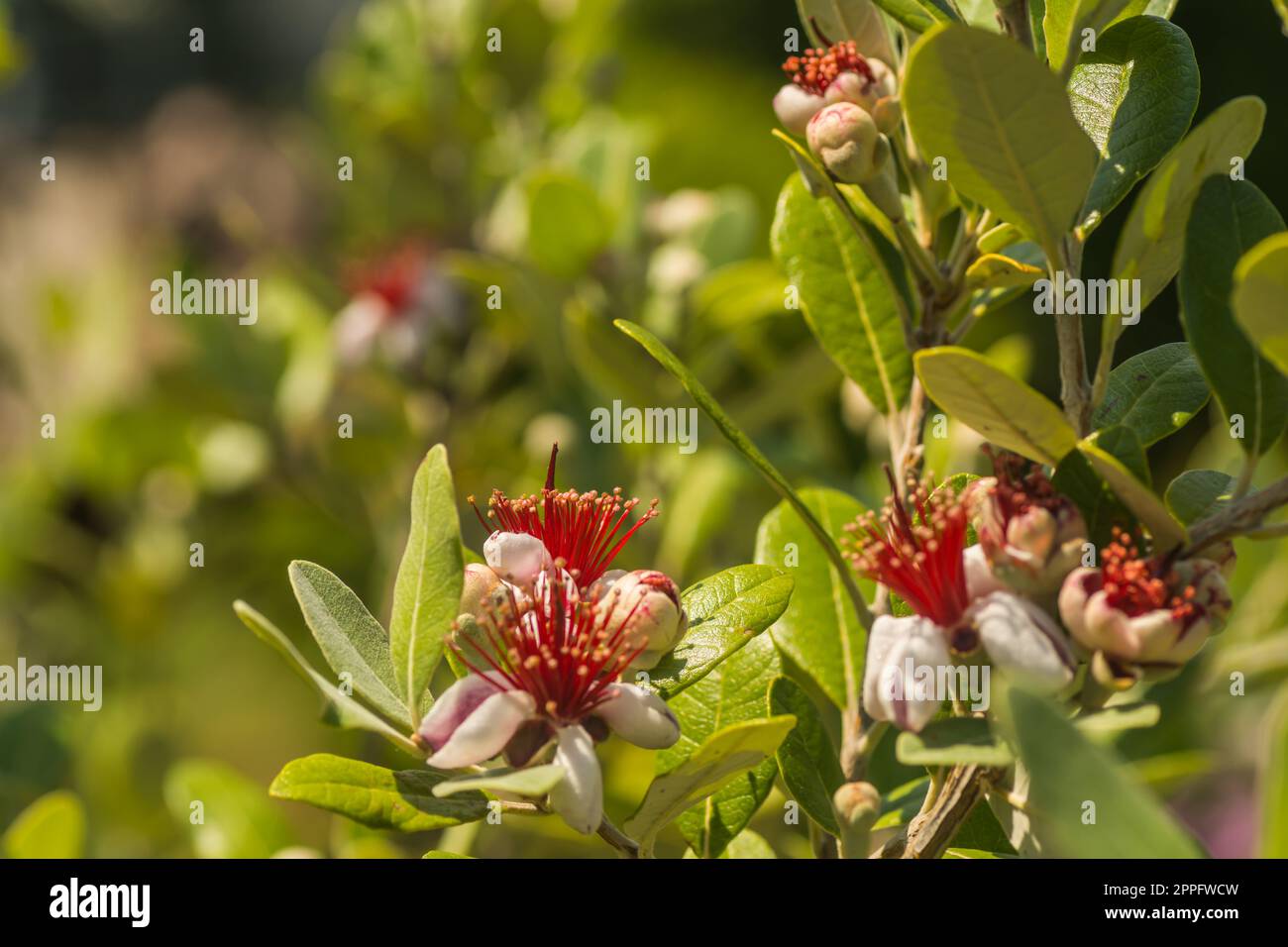 Guava Flower