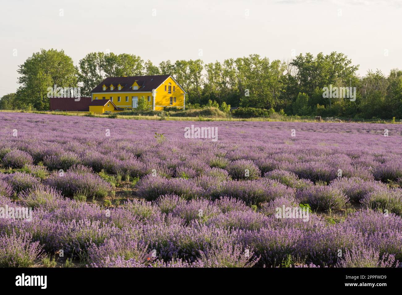 yellow house and a colorful lavender field Stock Photo - Alamy