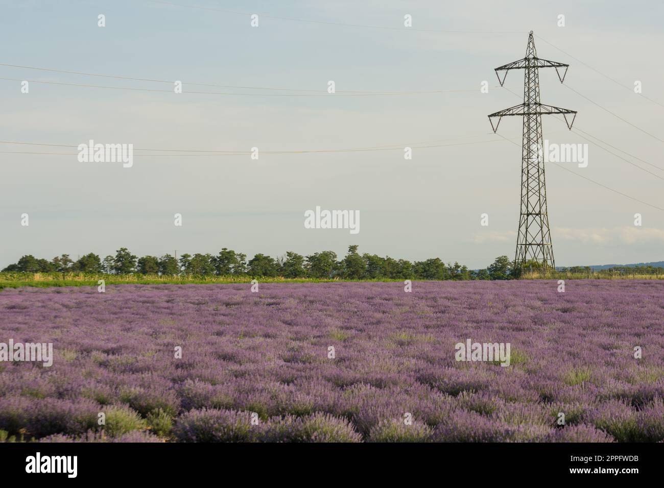 lavender field and a high voltage pylon in the nature Stock Photo - Alamy