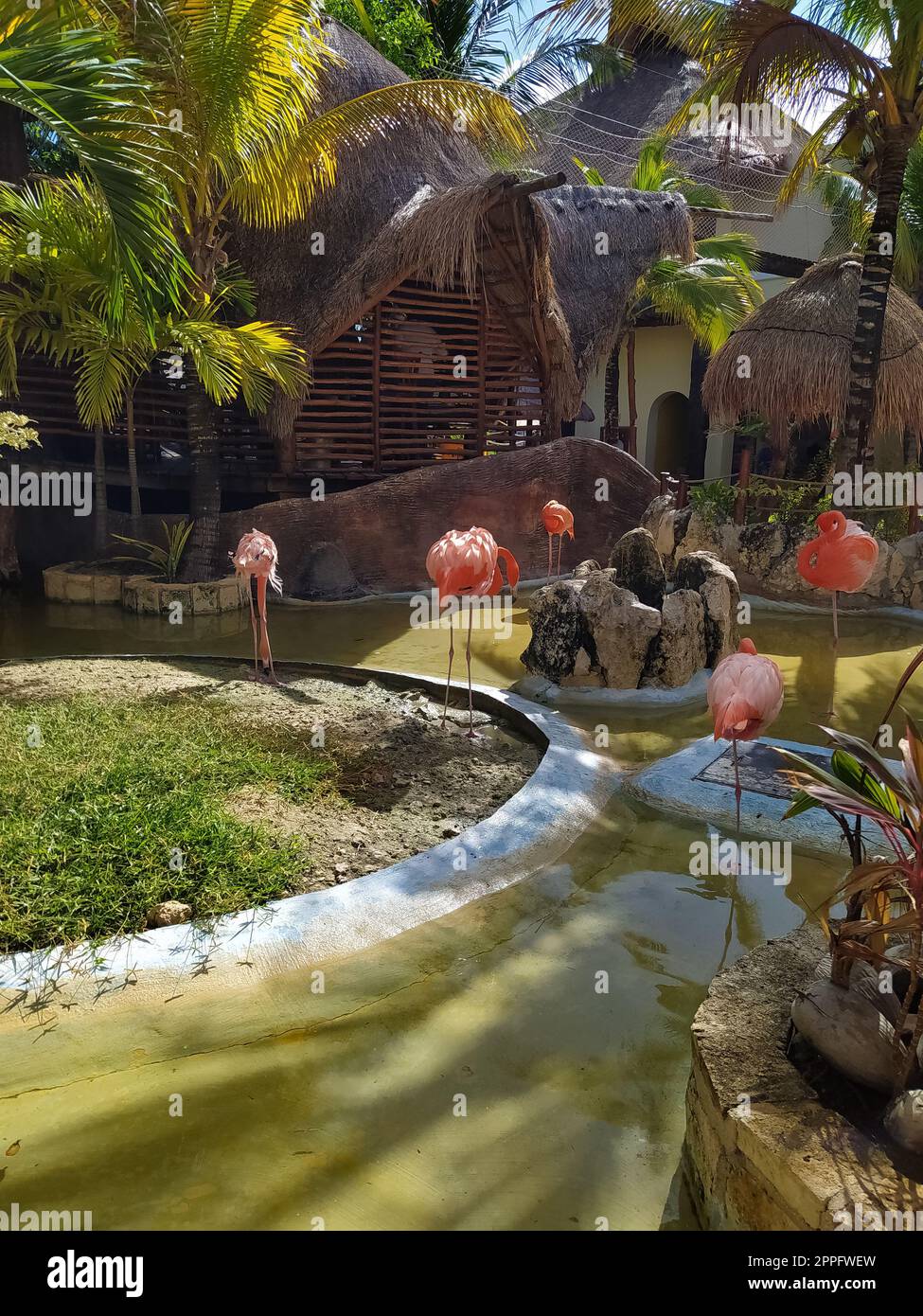 Pink flamingo birds in Costa Maya, Mexico Stock Photo - Alamy