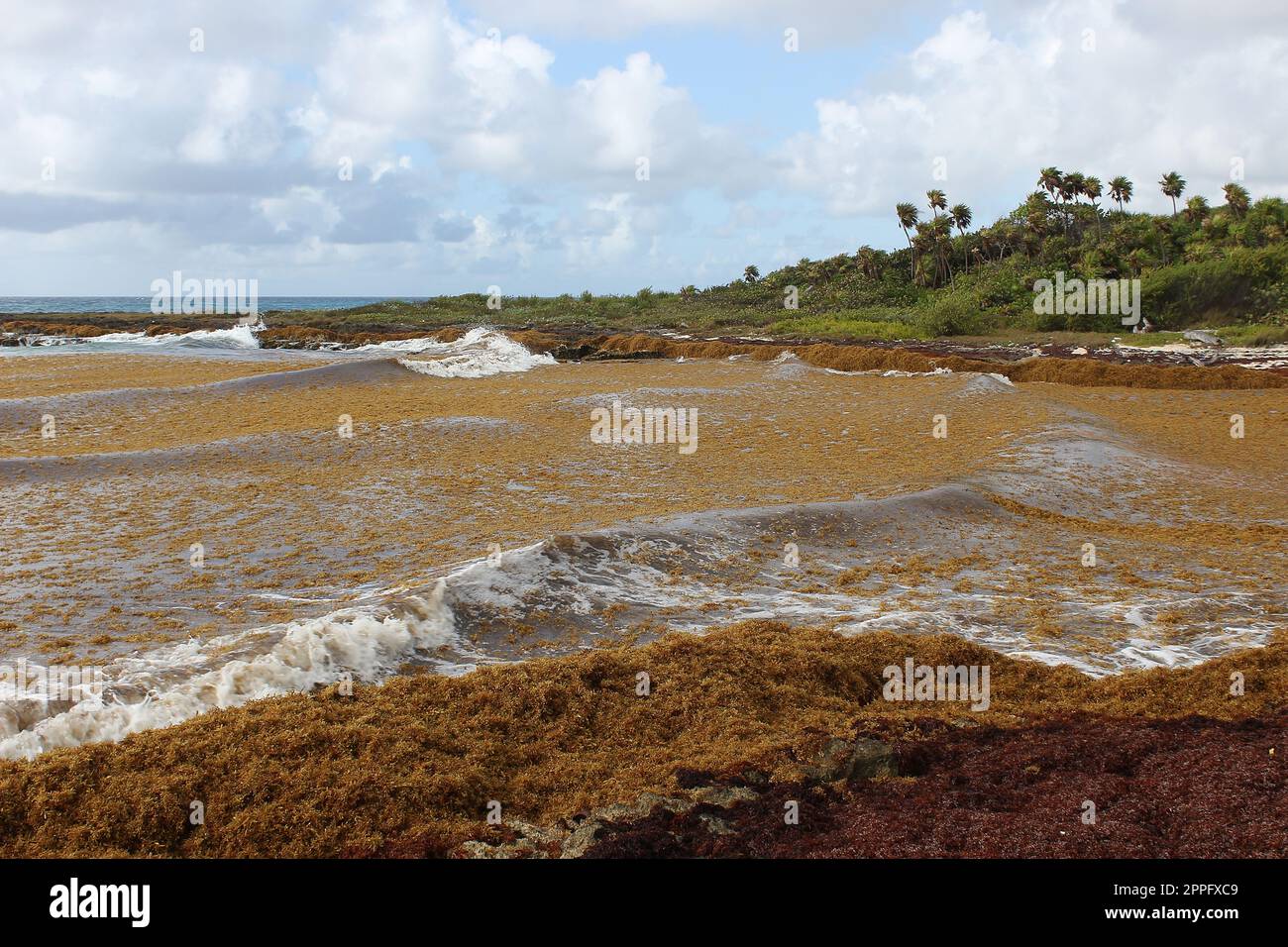 Algae pollute at beach in Mexico. Bunch of seaweed washed ashore Stock ...