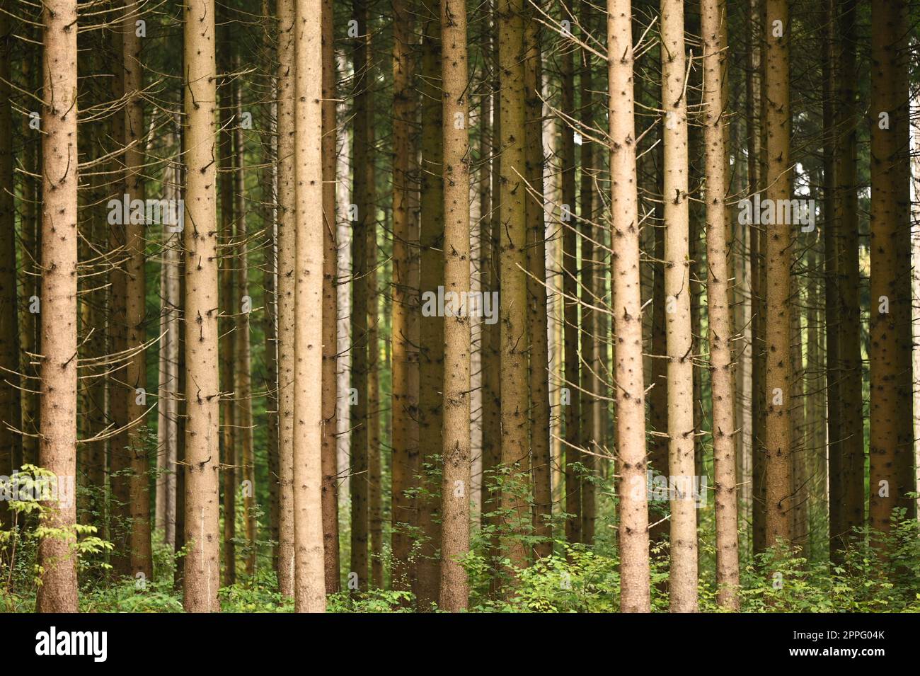Frontal shot forest tree hi-res stock photography and images - Alamy