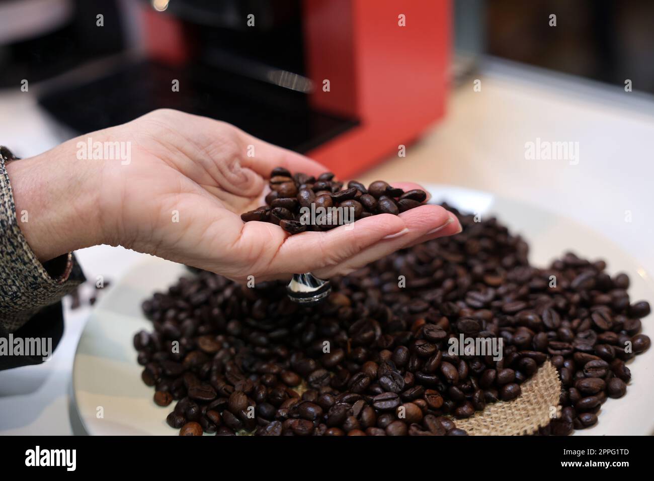 The barista checks the quality of the coffee beans before pouring them ...