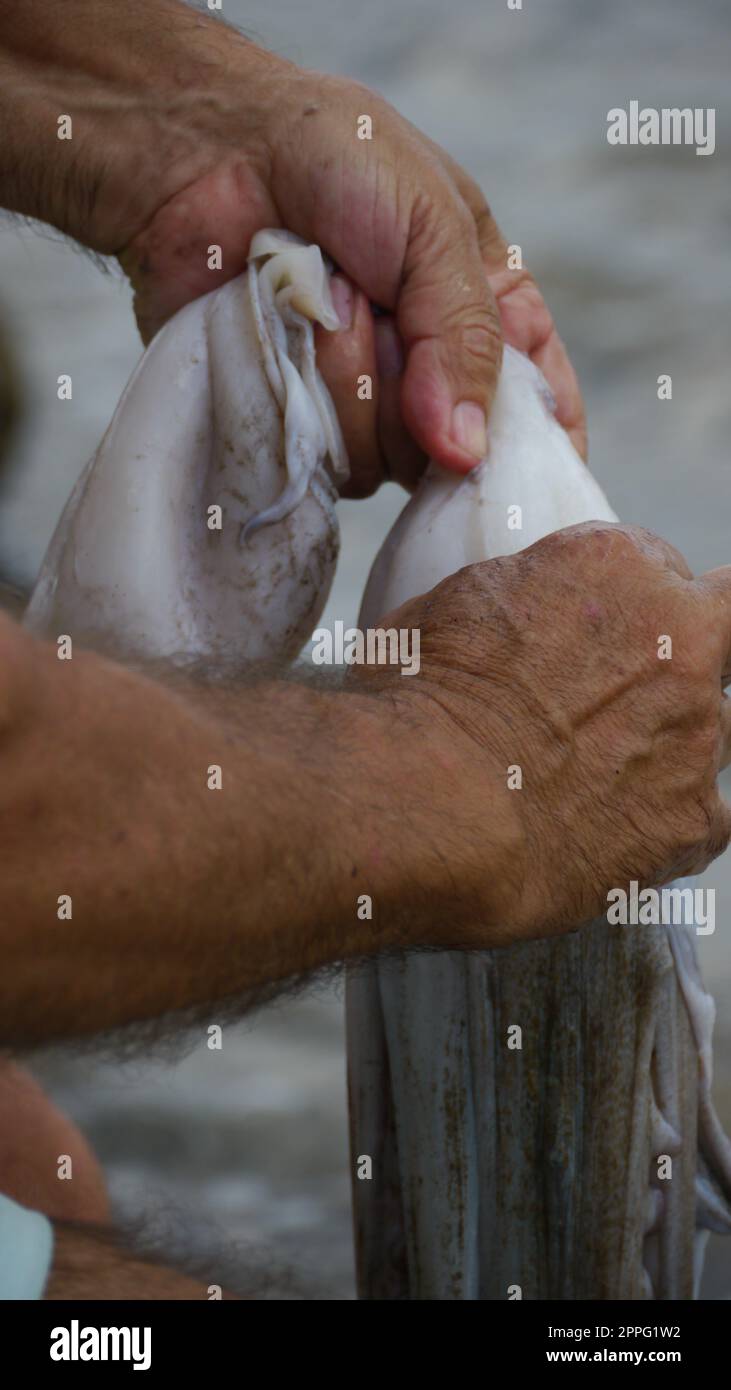 Beach polyp hi-res stock photography and images - Alamy