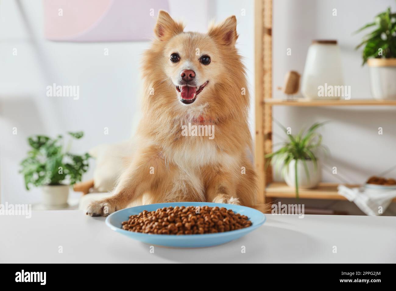 Cute Pomeranian spitz at table with dry dog food indoors Stock Photo ...