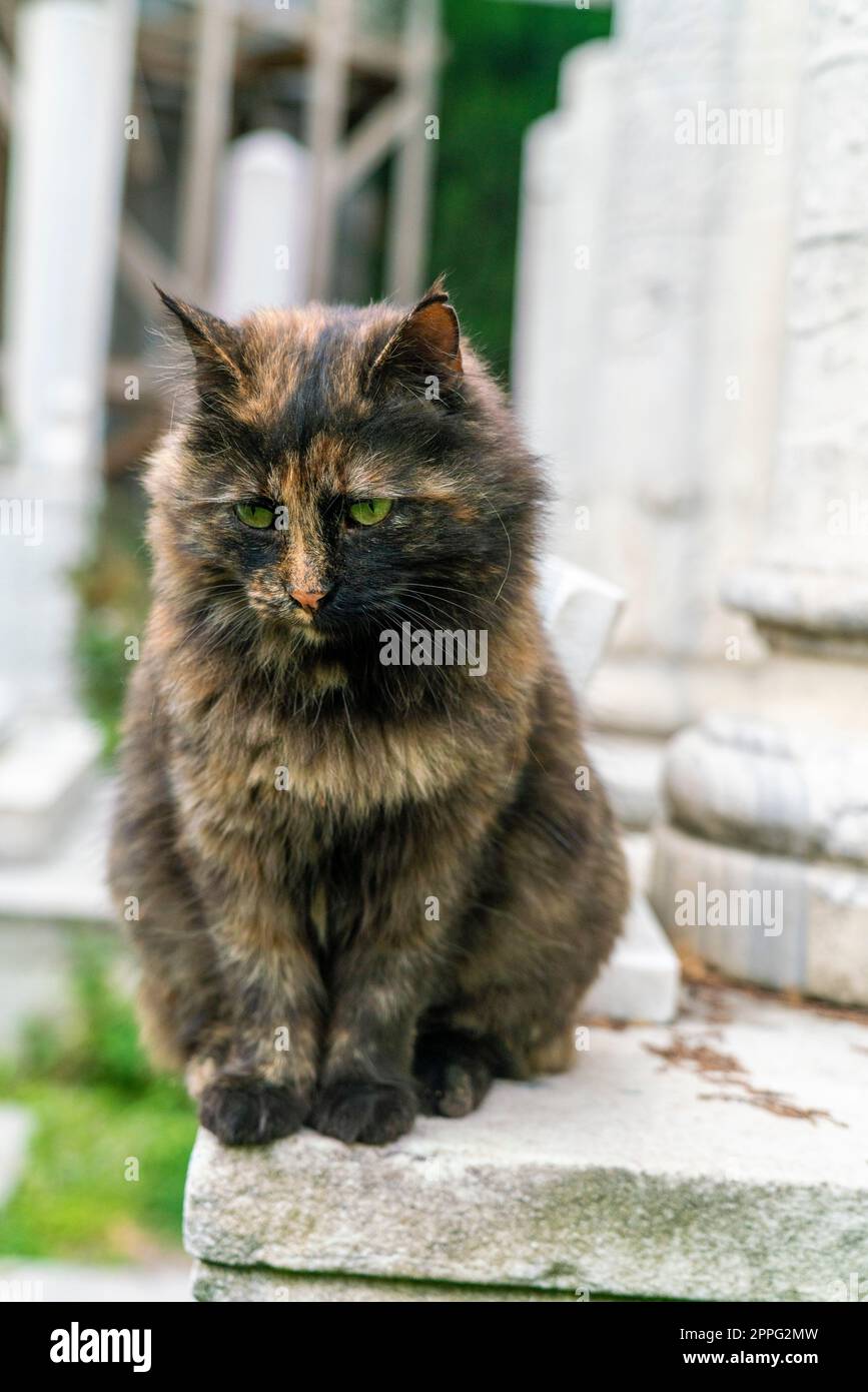 Stray istanbul kitty hi-res stock photography and images - Alamy