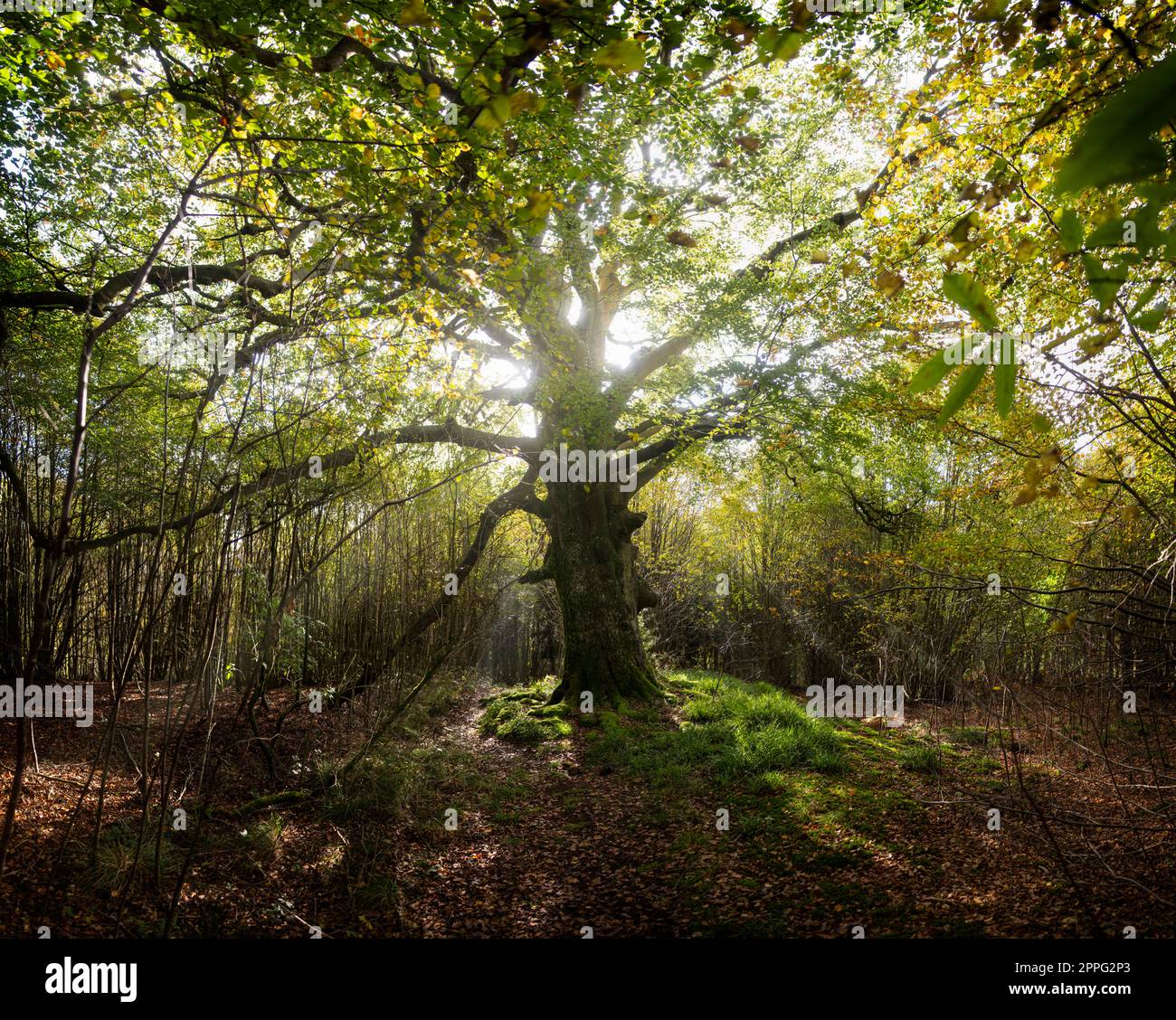 Welshbury hill hi-res stock photography and images - Alamy
