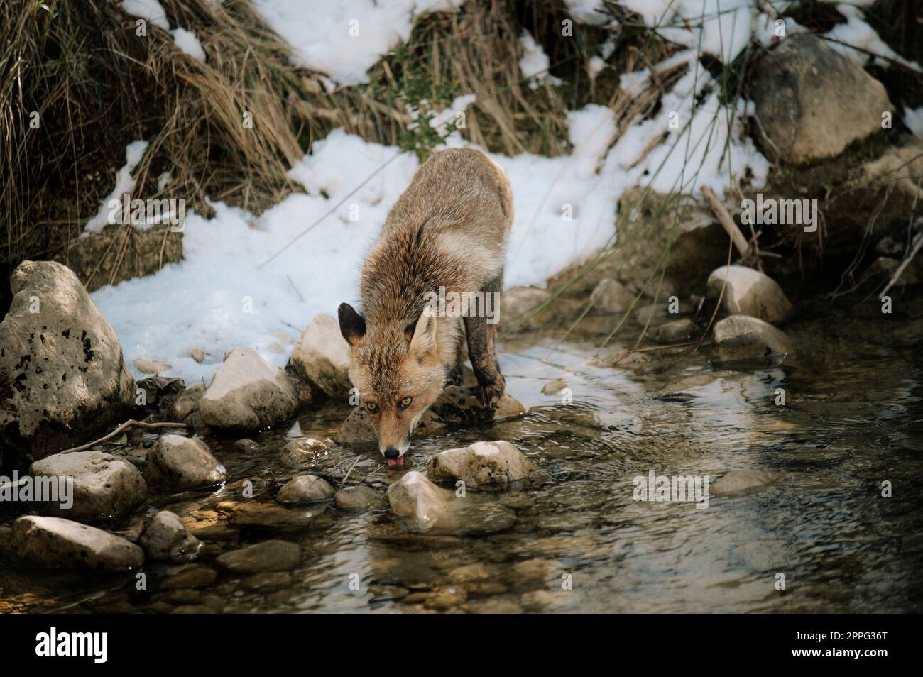 Baby fox snow hi-res stock photography and images - Alamy