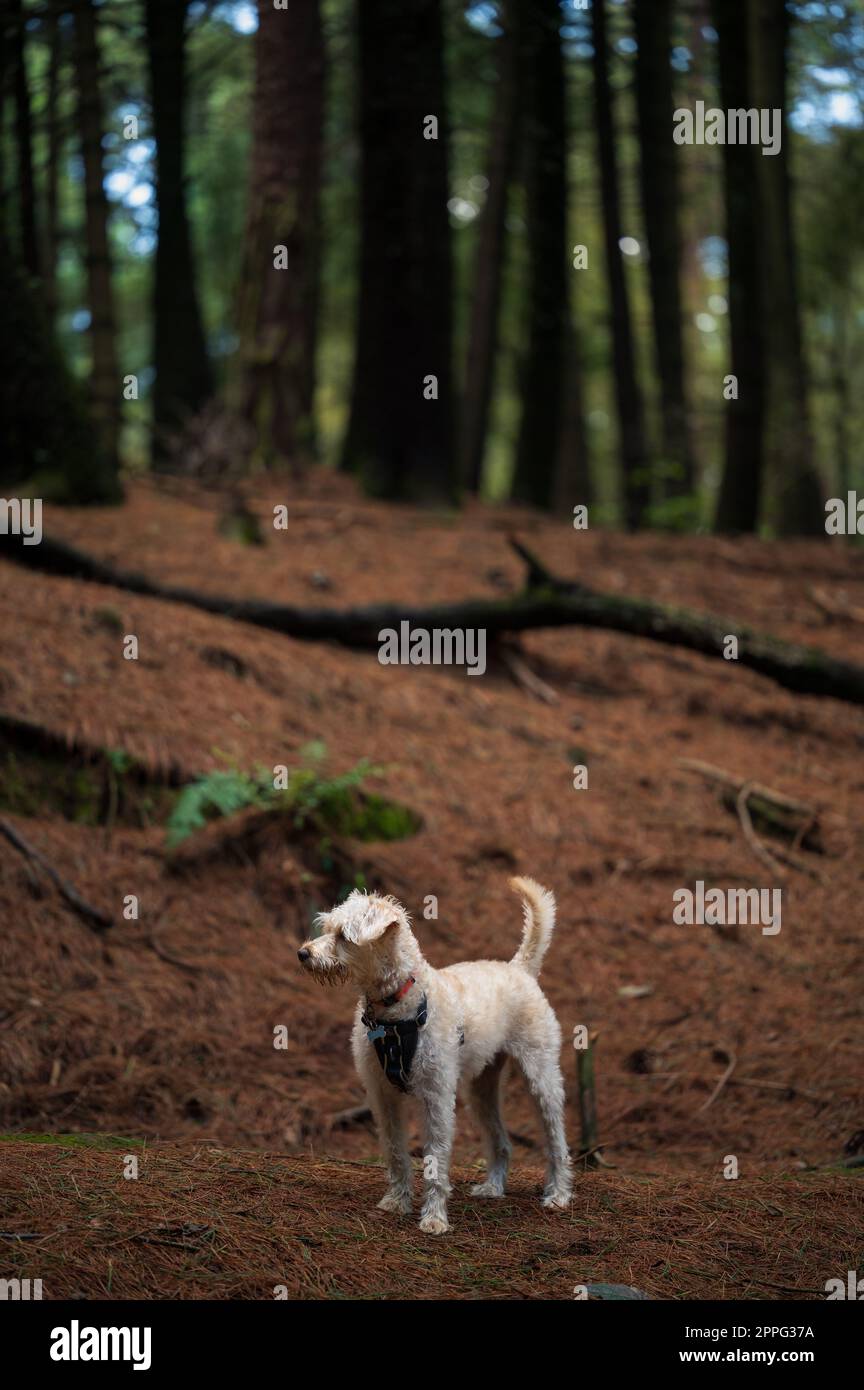 Dog in the forest. Pet in nature Stock Photo - Alamy