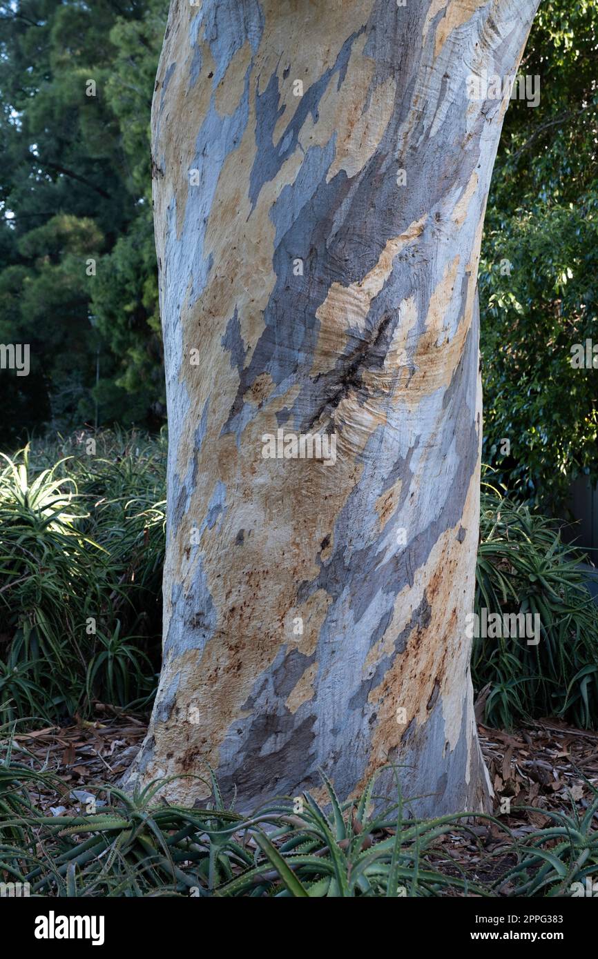 Beautiful pattern with blue and brown on the bark of a trunk of a ...
