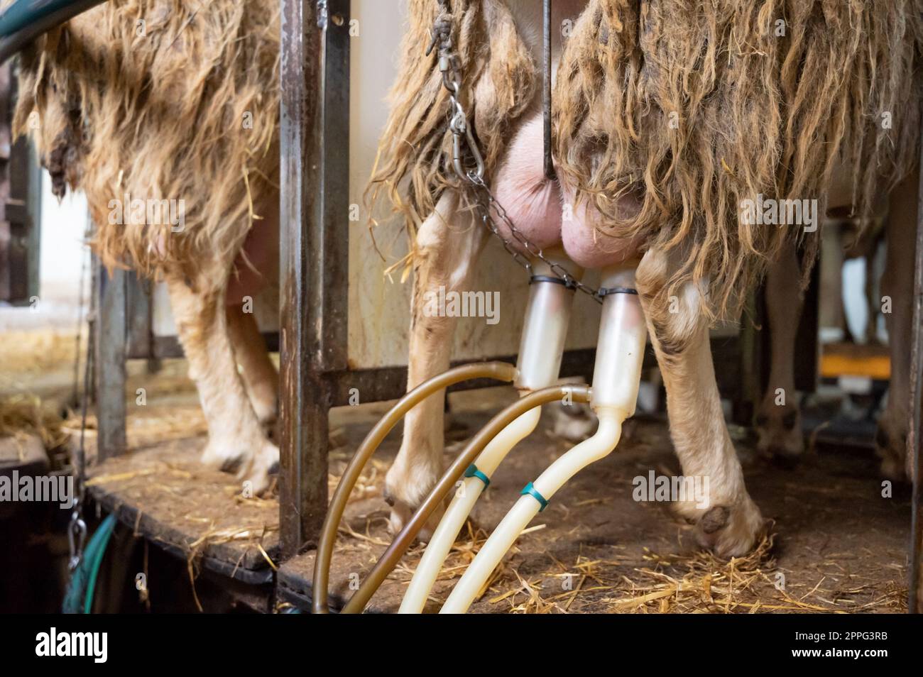 Factory farming mammal sheep hi-res stock photography and images - Alamy