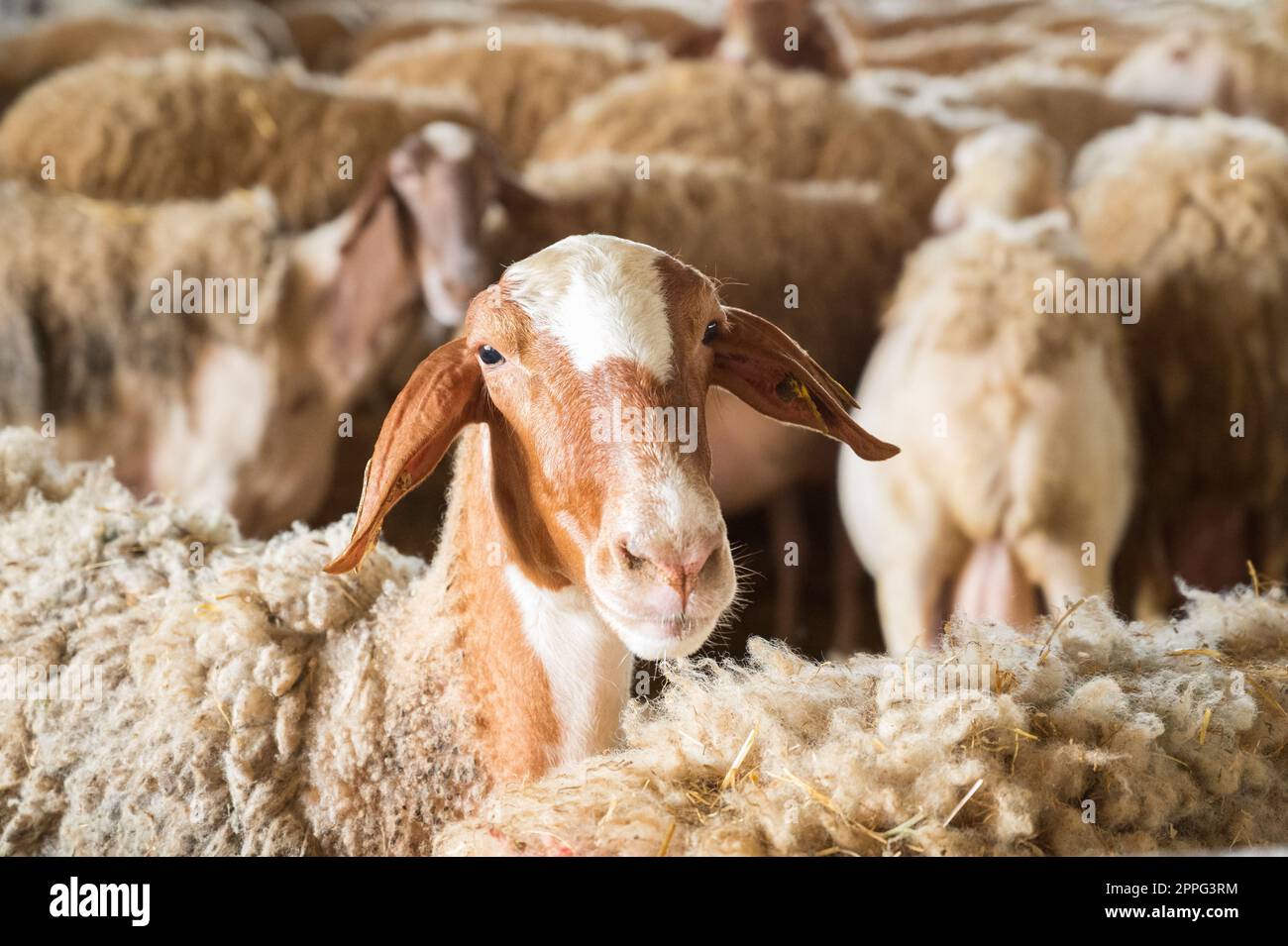 Sheep in a stable hi-res stock photography and images - Alamy