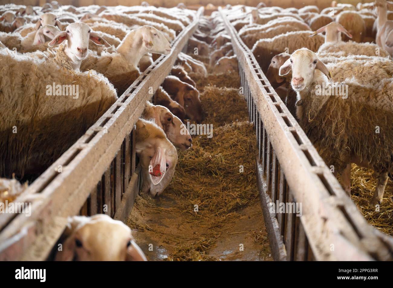 Sheep eating hay in shed. Domestic animals feeding at stable. Cattle ...