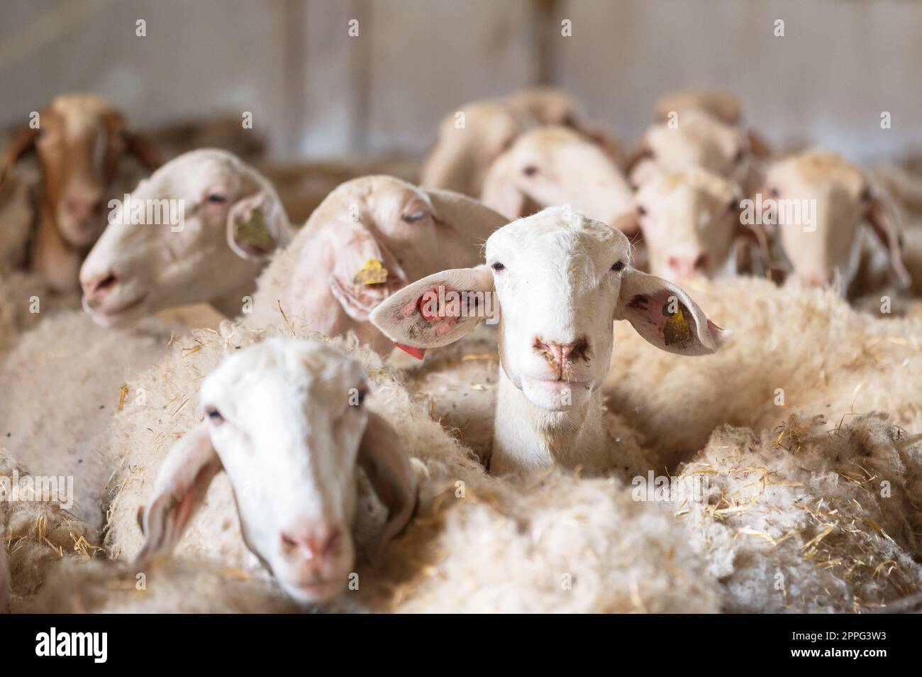 Flock of sheep in stable Stock Photo - Alamy