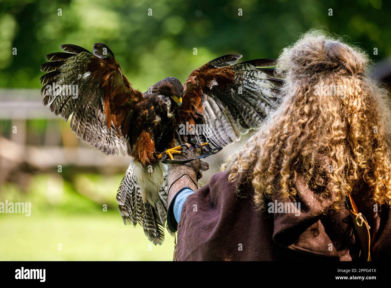A harris hawk in flight Stock Photo - Alamy