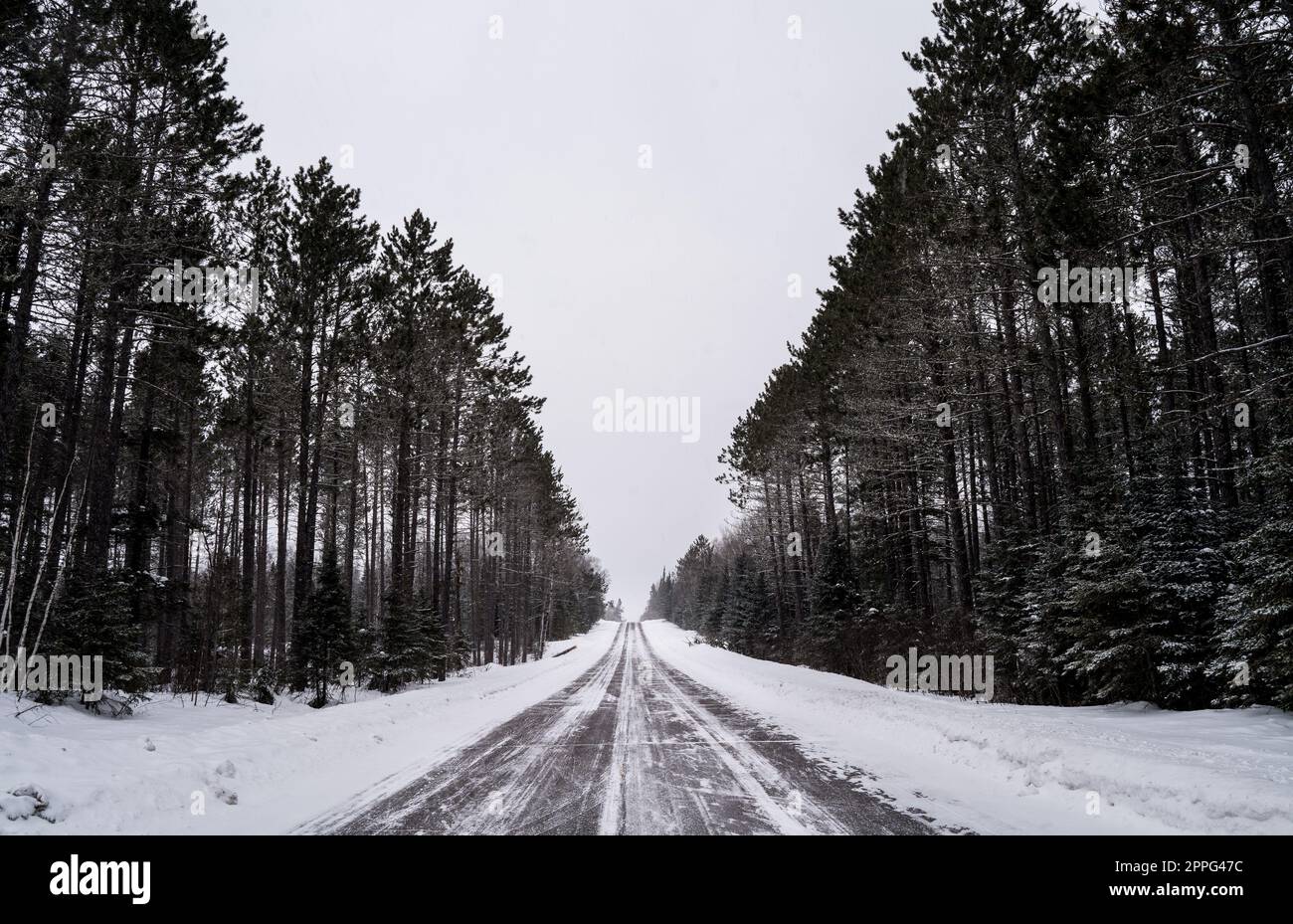 Snowy Paved Road Surrounded by Tall Pine Trees in Winter Stock Photo ...