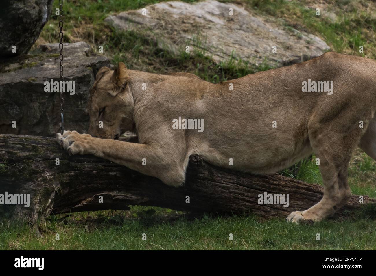 single lion looks like doing stretching exercises Stock Photo - Alamy