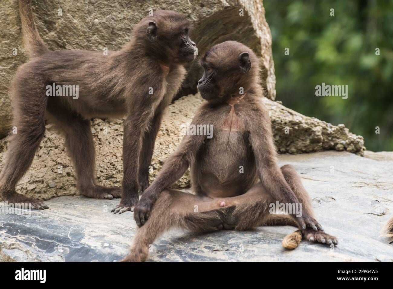 two dear gelada monkeys relax on a rock Stock Photo - Alamy