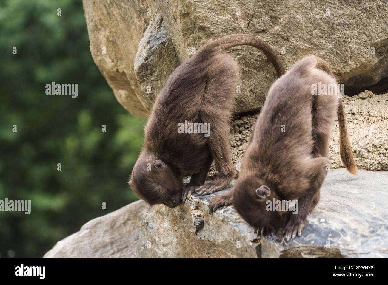 two dear gelada monkeys making yoga on a rock Stock Photo - Alamy