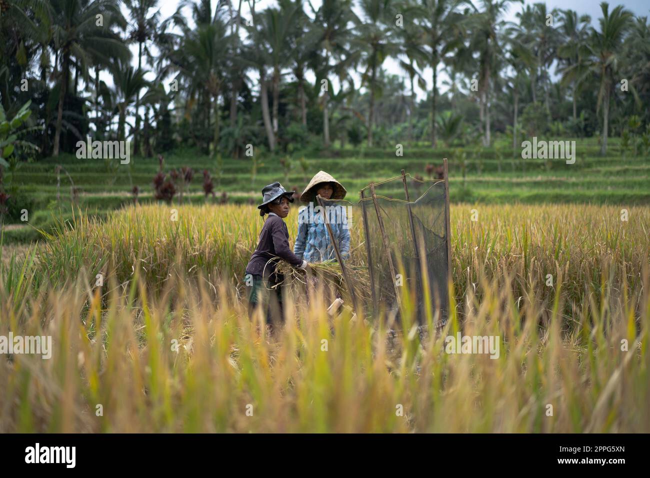 Women manually harvest rice, dry the rice Stock Photo - Alamy