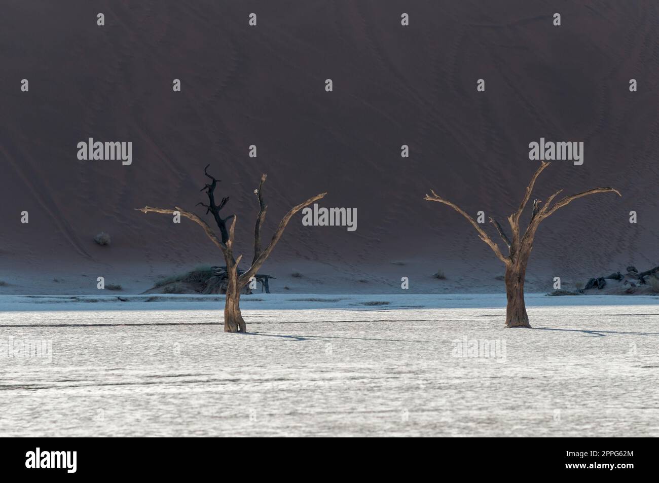 Dead acacia tree in the morning in the Namib desert Stock Photo - Alamy