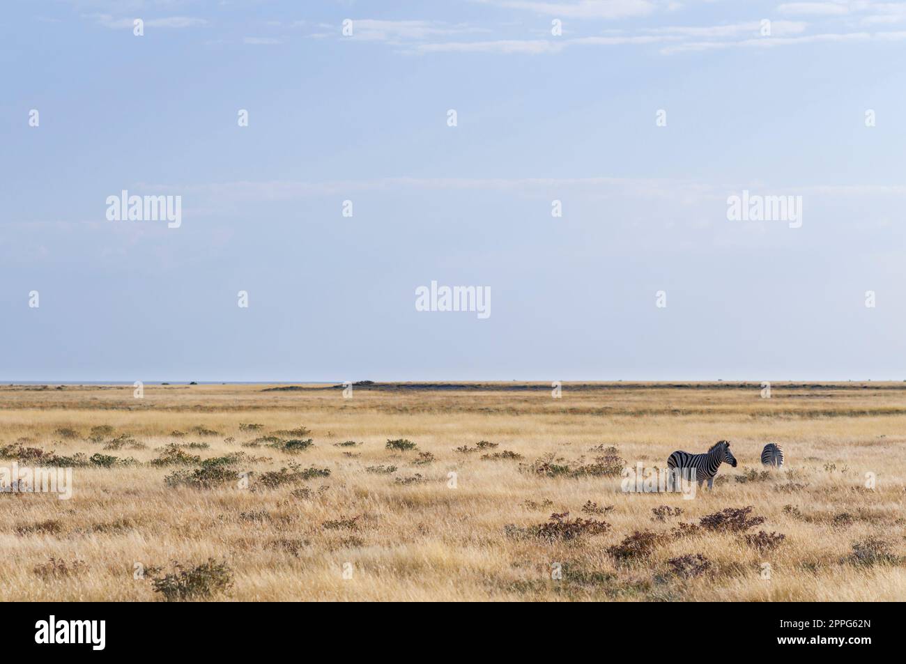 Zebra wildtiere hi-res stock photography and images - Alamy