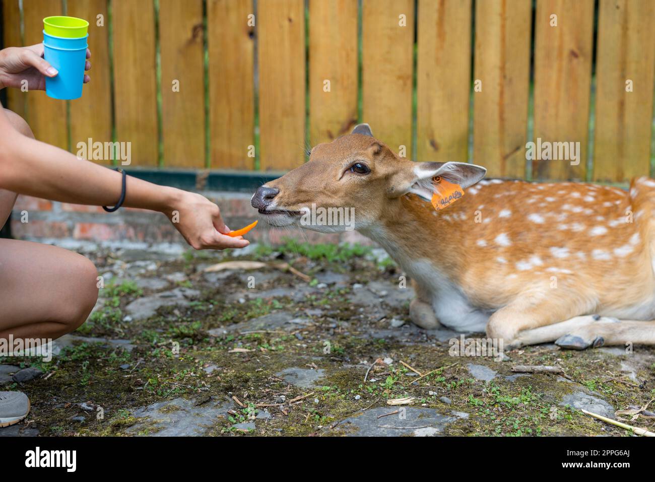 Deer in farm hi-res stock photography and images - Alamy