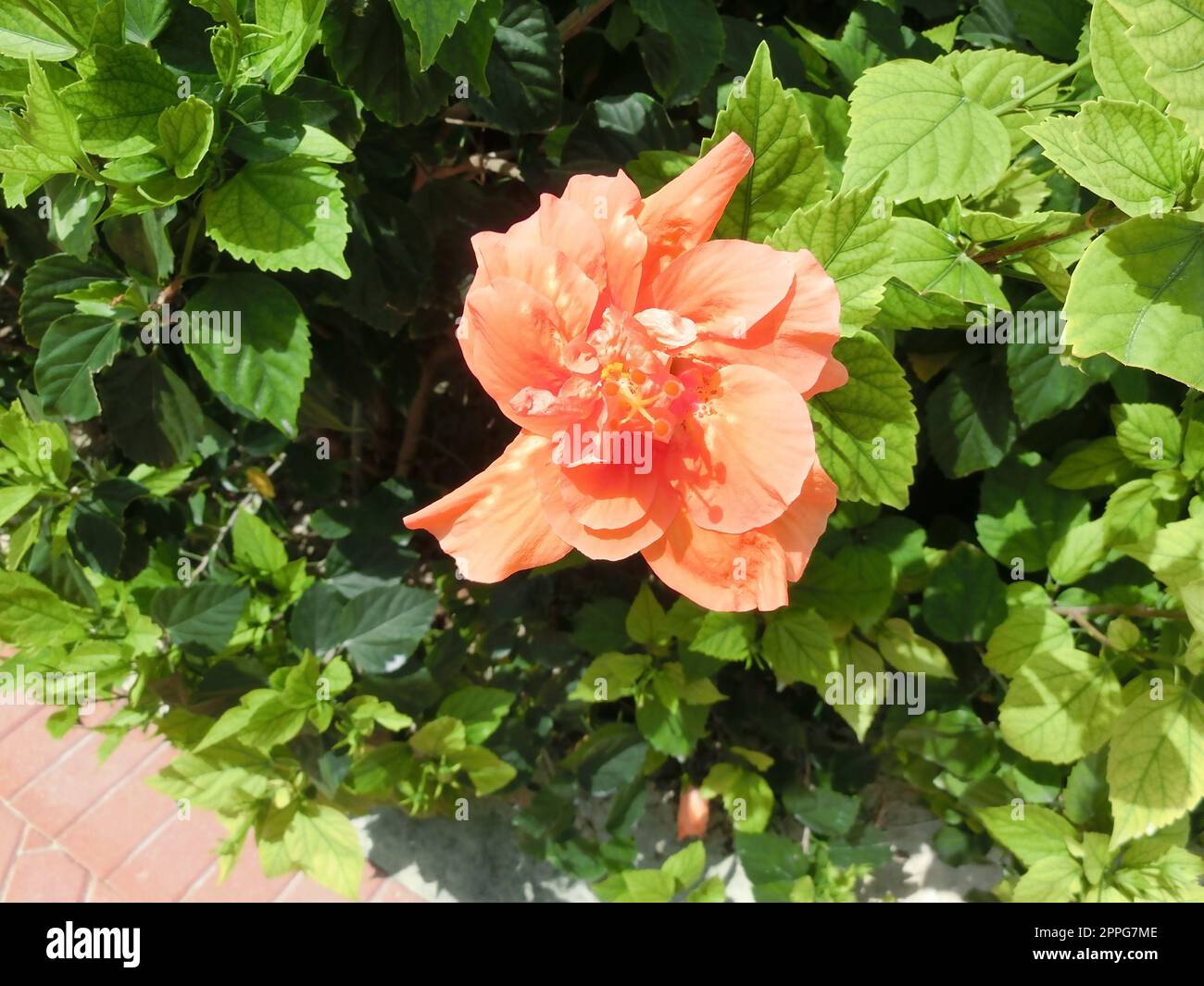 Single big yellow hibiscus flower hi-res stock photography and images ...
