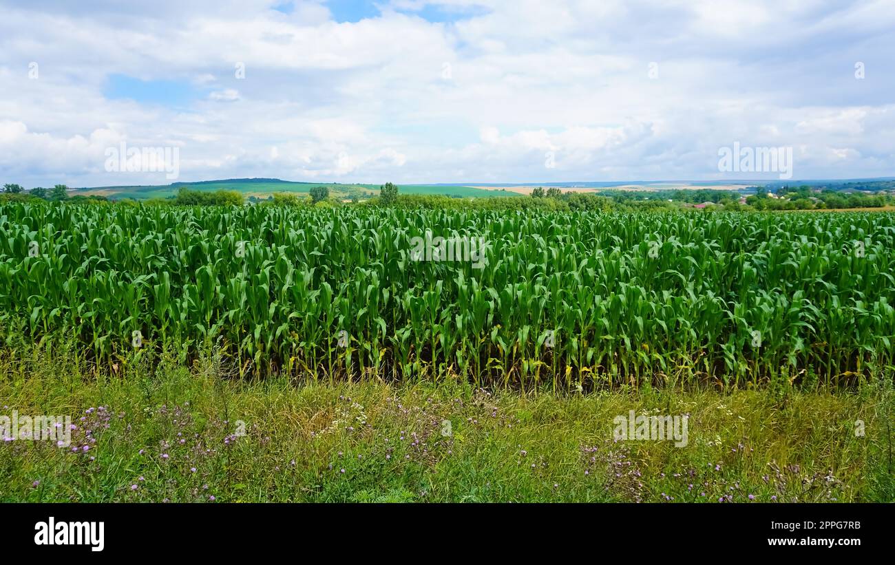 corn field, corn on the cob Stock Photo - Alamy