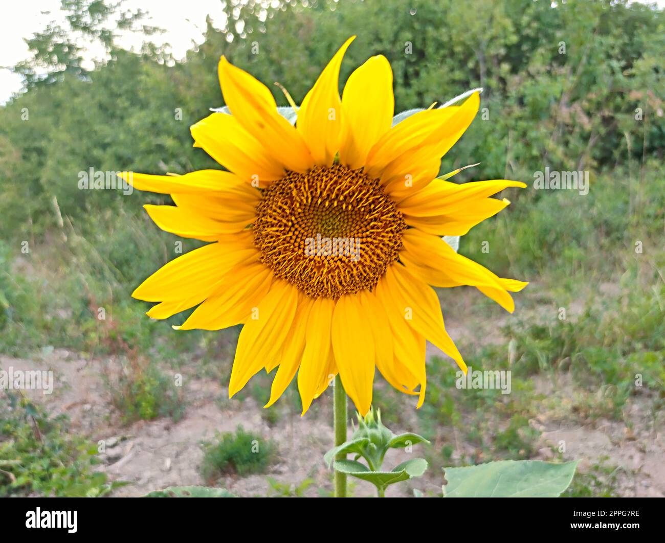 Sunflower´s seeds hi-res stock photography and images - Alamy