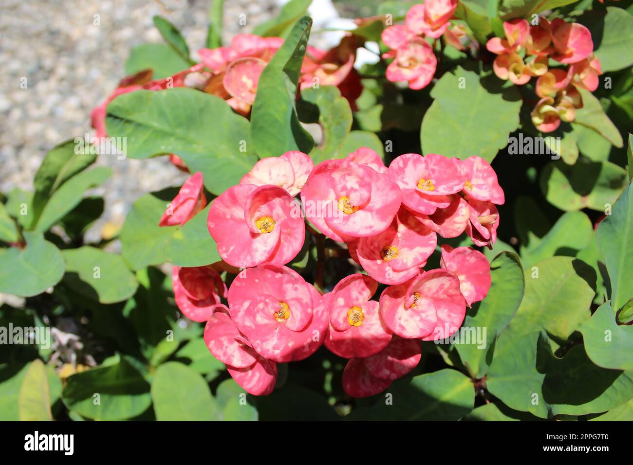 Single big yellow hibiscus flower hi-res stock photography and images ...
