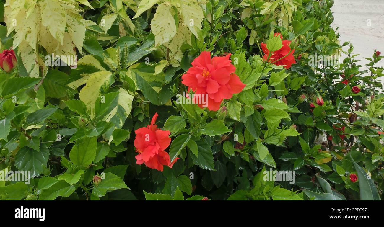 Big red hibiscus flower hi-res stock photography and images - Alamy