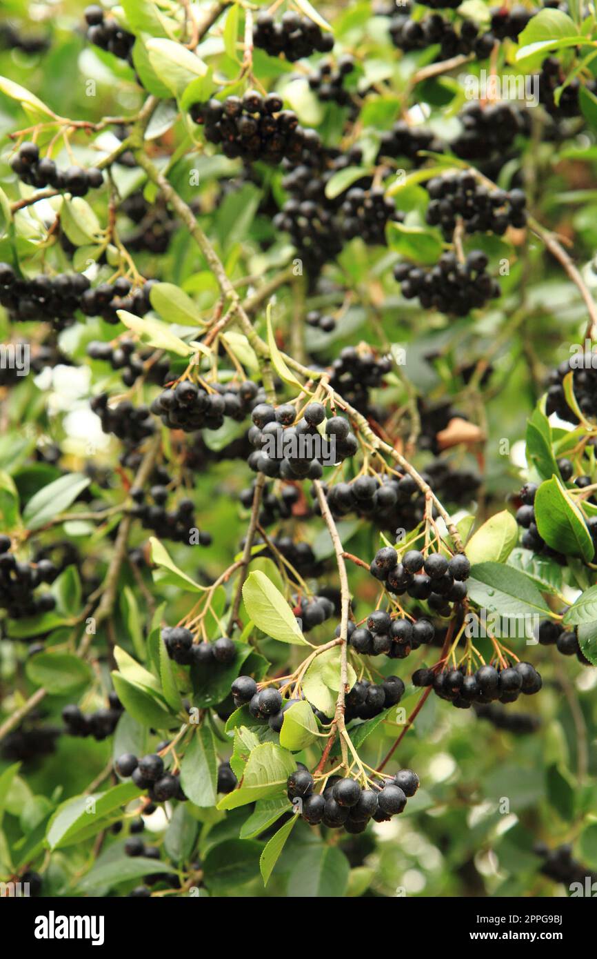 black rowan fruits as nice natural background Stock Photo - Alamy