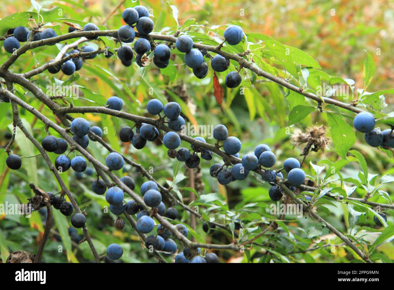 Green blackthorn fruits sloe hi-res stock photography and images - Alamy
