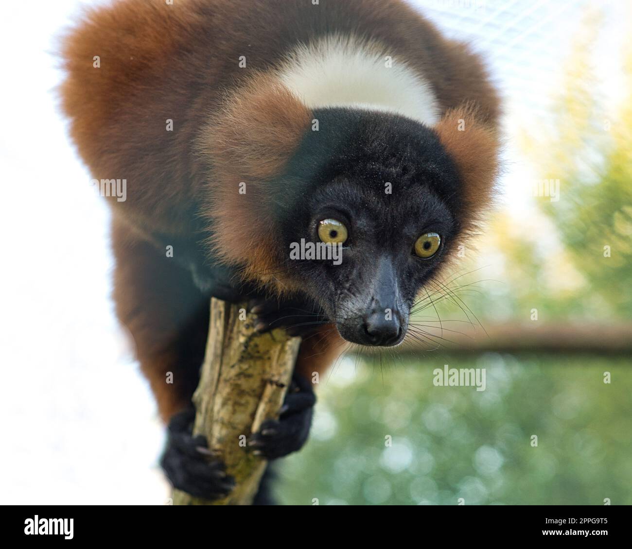 Monkey arm hi-res stock photography and images - Alamy