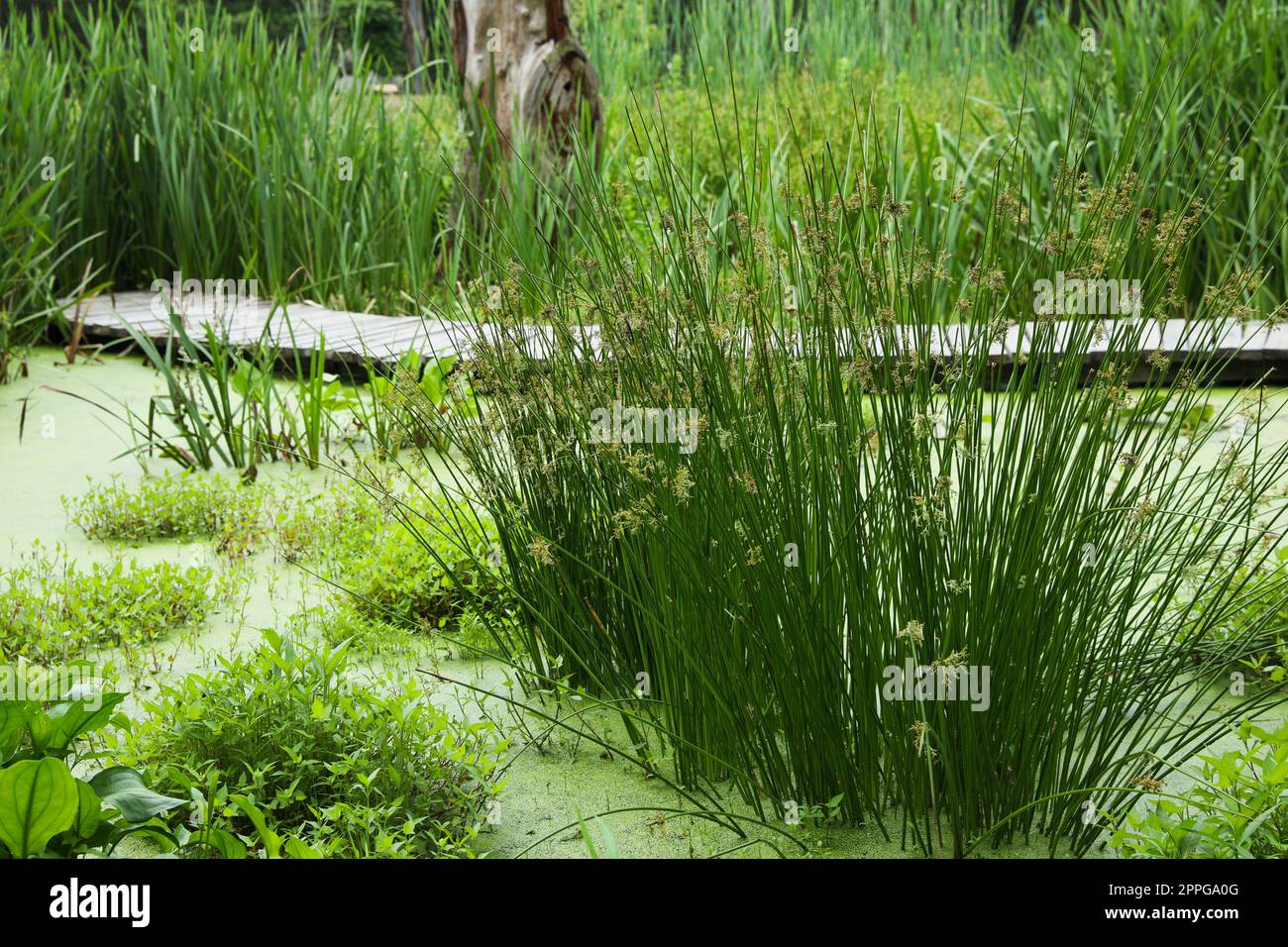 Different swamp flora hi-res stock photography and images - Alamy
