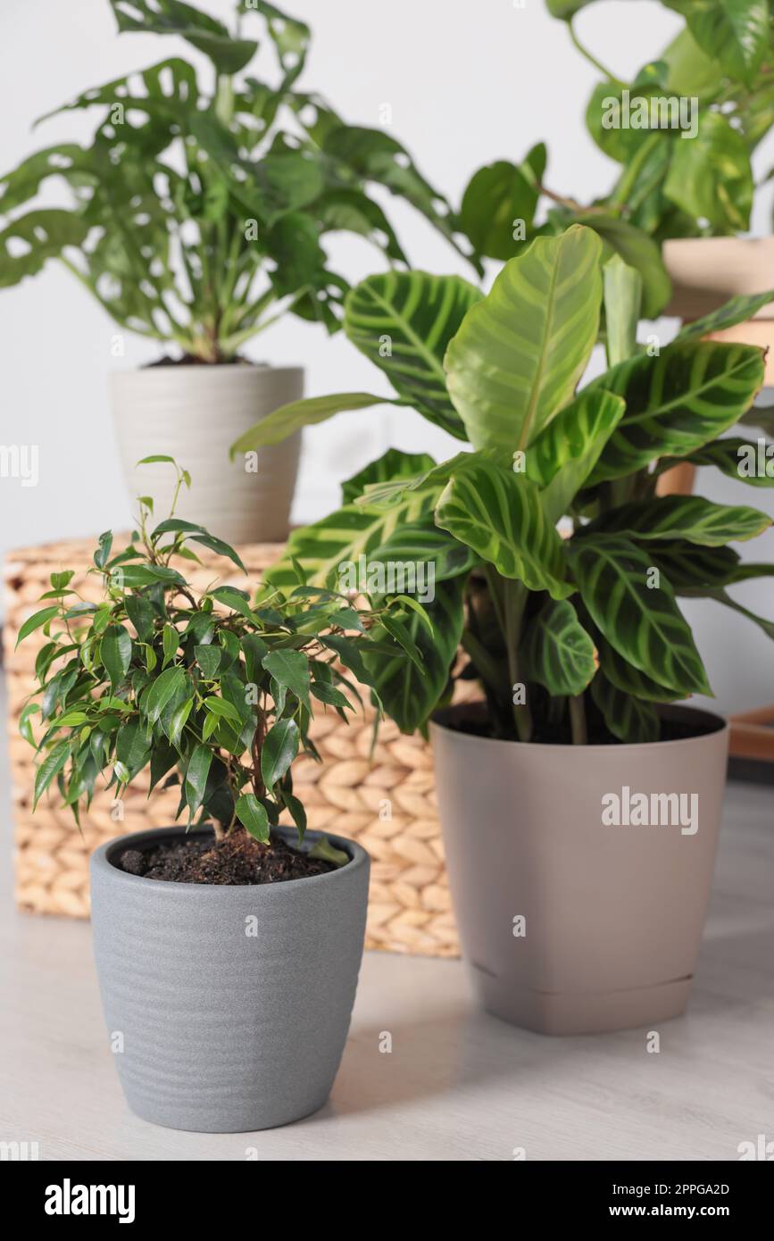 Beautiful different houseplants on floor in room Stock Photo - Alamy