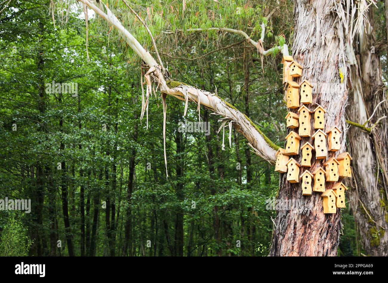 Big old tree with many bird houses on trunk in park Stock Photo - Alamy